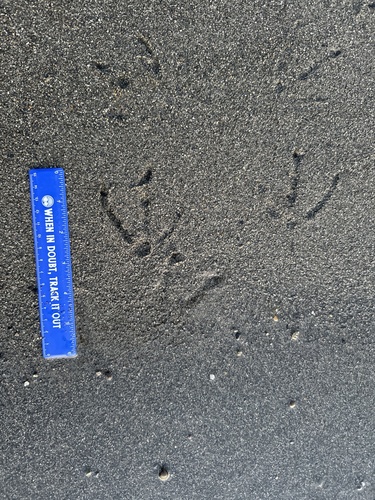 iNaturalist Tracking Database – NatureTracking