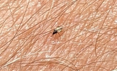 Leptoconops from 17493 Vilajuïga, Girona, Espanya on June 09, 2024 at ...