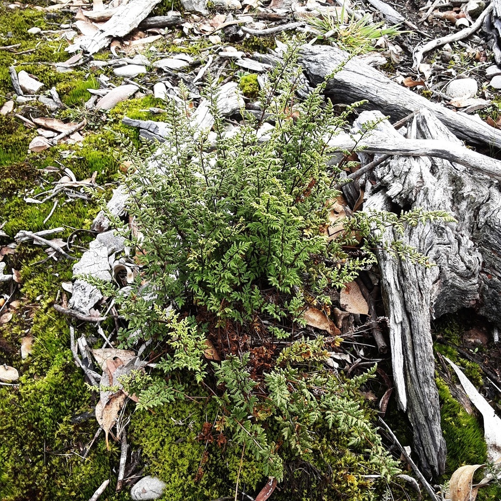 cloak fern from Falnash State Forest, Wallerawang NSW 2845, Australia ...