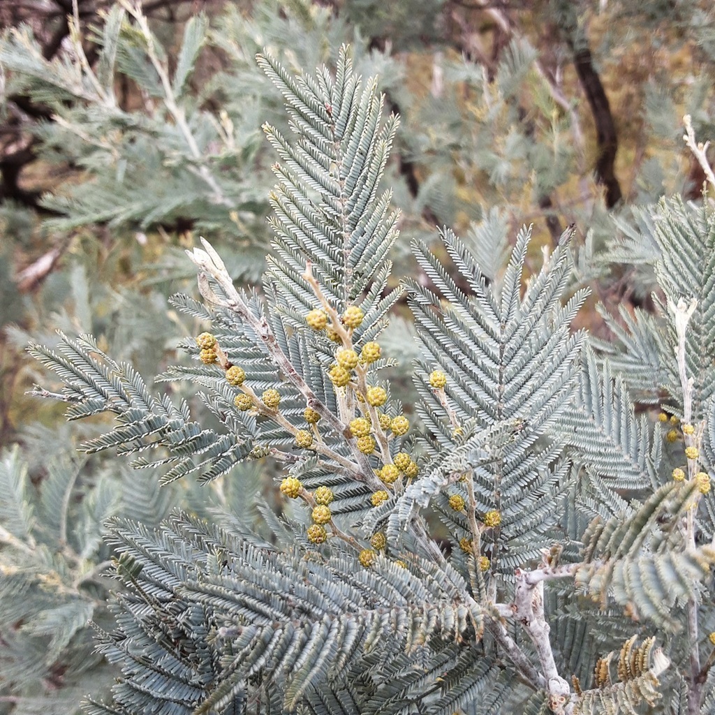 Silver wattle from Falnash State Forest, Wallerawang NSW 2845 ...