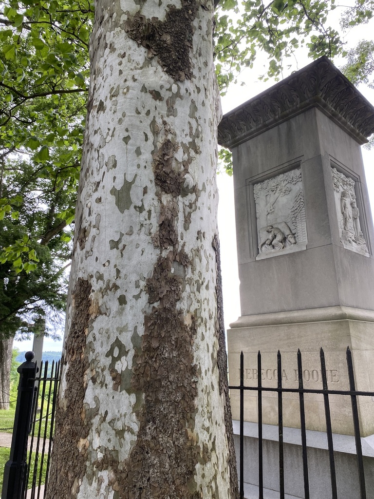 American sycamore from Frankfort Cemetery, Frankfort, KY, US on June 8 ...