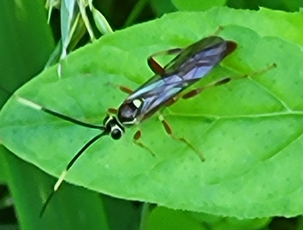 Cratichneumon from Morgantown, WV 26508, USA on June 9, 2024 at 06:12 ...