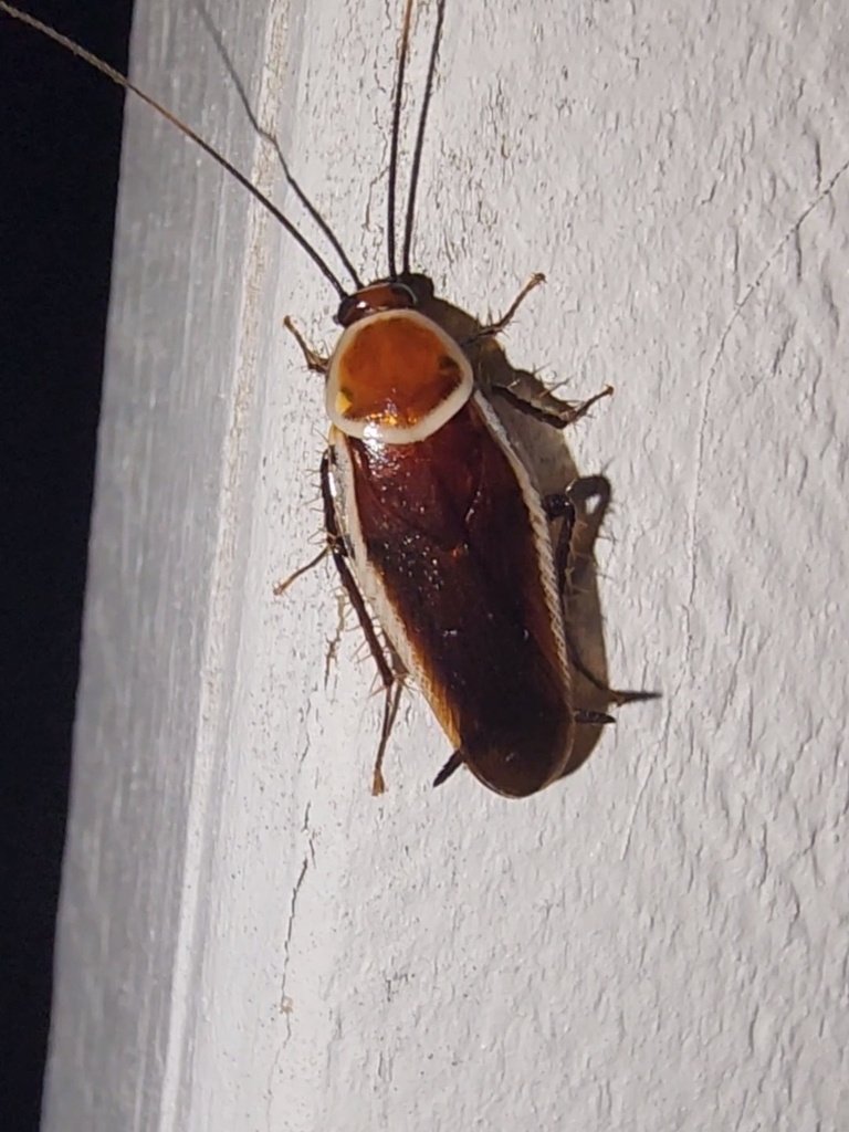 Pale-bordered Field Cockroach from Blythewood, SC, USA on June 10, 2024 ...