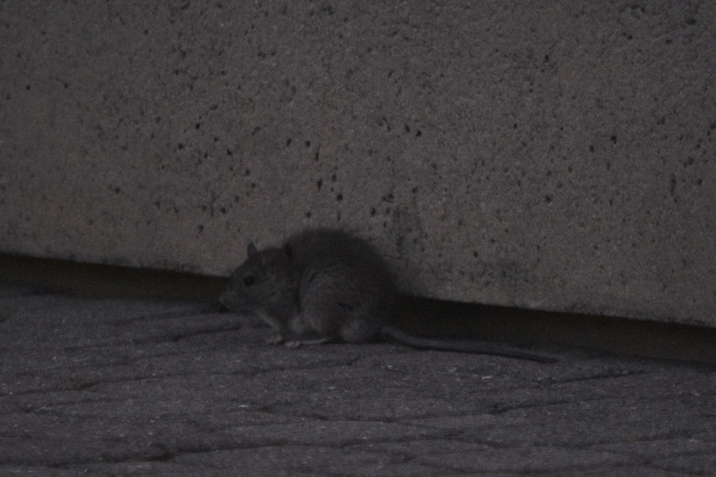 Brown Rat in June 2024 by ryanocitta · iNaturalist