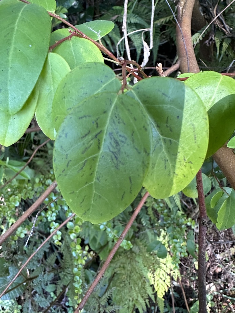 plants from Tapin Tops National Park, Dingo Forest, NSW, AU on June 10 ...