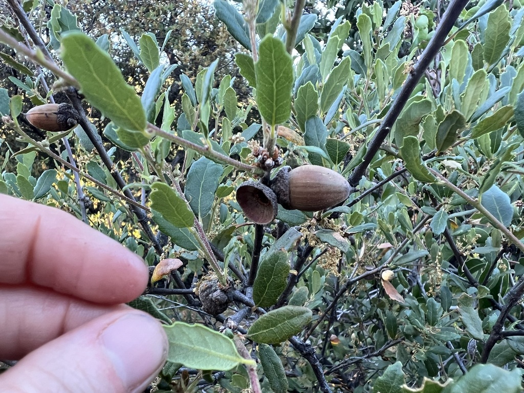 Torrey's Hybrid Oak from San Diego County, CA, USA on June 8, 2024 at ...