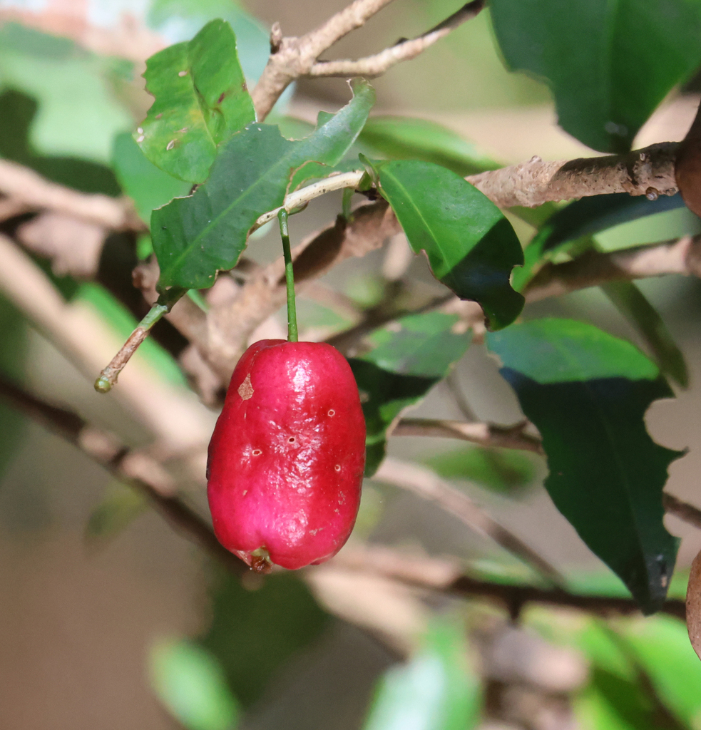 scrub cherry from Mill Rd, Anstead QLD 4070, Australia on June 2, 2024 ...