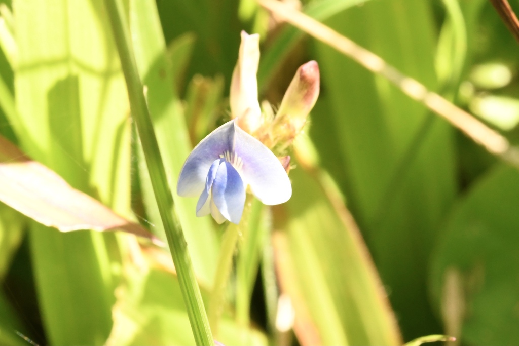 creeping vigna in June 2024 by wedgie_the_eagle · iNaturalist