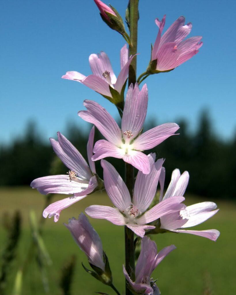 Meadow Checker-mallow from Kingston Prairie, Linn County, OR, USA on ...
