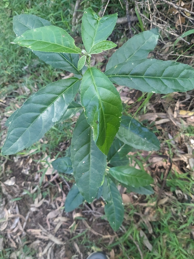 Claoxylon australe from Tullimbar NSW 2527, Australia on February 25 ...
