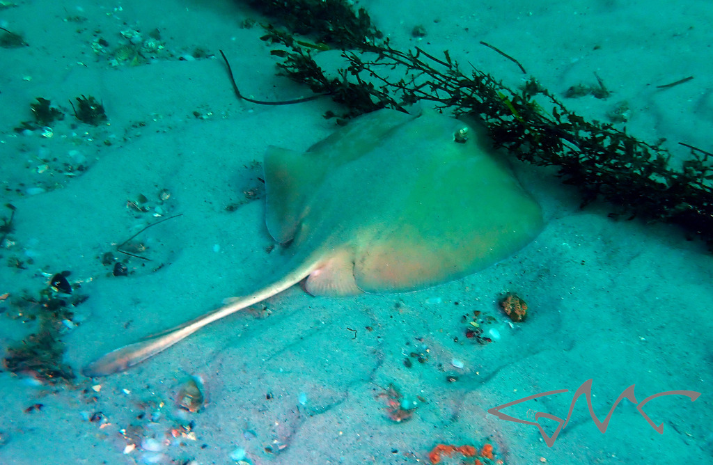 Common Stingaree from Swansea Channel - Blacksmiths Drift on June 8 ...