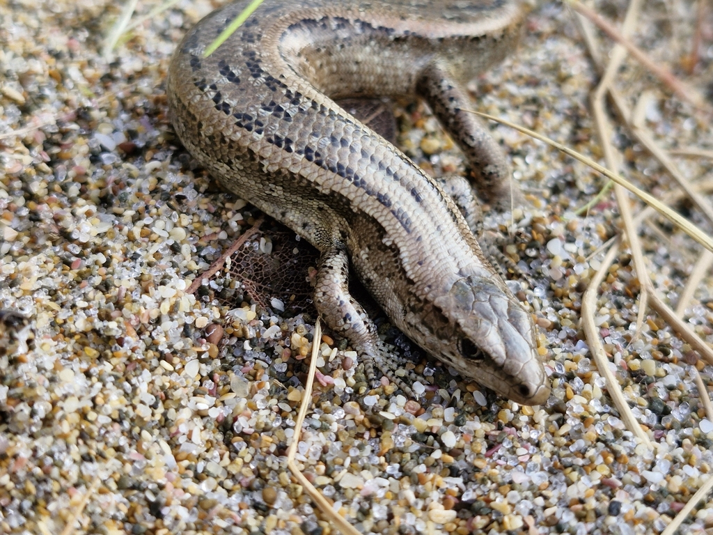 Shore Skink in June 2024 by rishud · iNaturalist