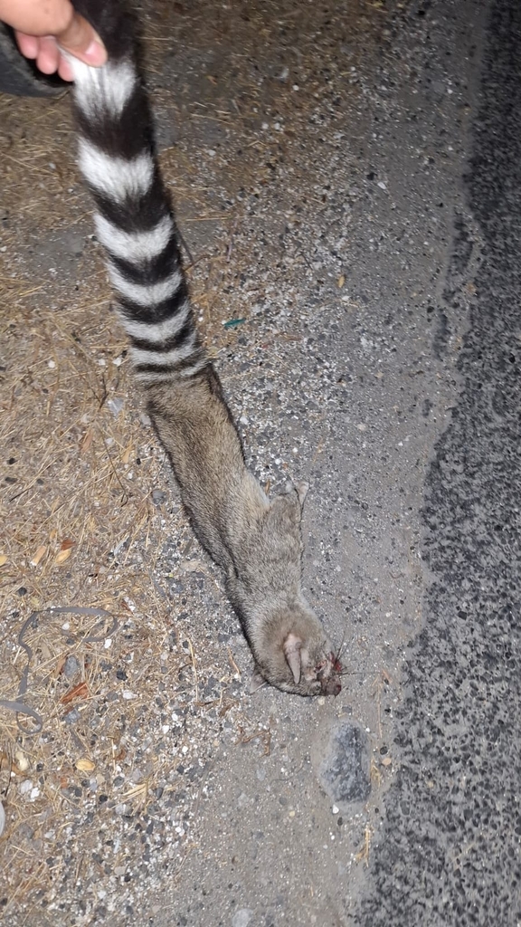 Ringtail from El Molino, Tehuacán, Pue., México on June 9, 2024 by ...