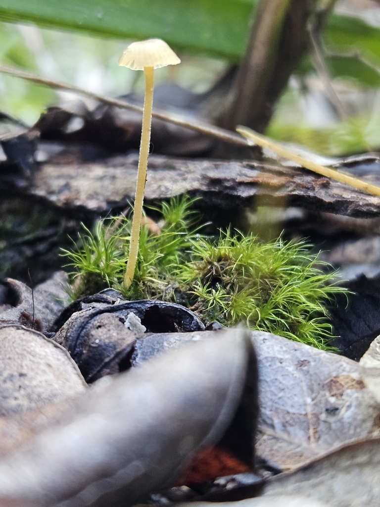 Orange Moss Navel from Berkeley Vale NSW 2261, Australia on June 10, 2024 at 12:42 PM by Emily ...
