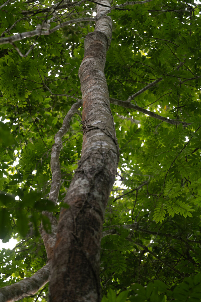 Upas tree from 中国云南省西双版纳傣族自治州勐腊县 on June 9, 2024 at 04:33 PM by Chuan ...