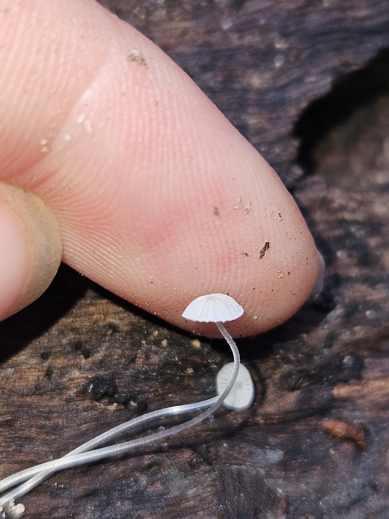 frosty bonnet from Berkeley Vale Reserve, Tumbi Creek Rd, Berkeley Vale ...