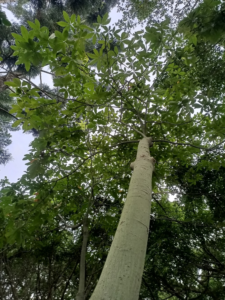 saba nut tree from 100台灣台北市中正區2GP9+5W on June 10, 2024 at 05:57 AM by ...