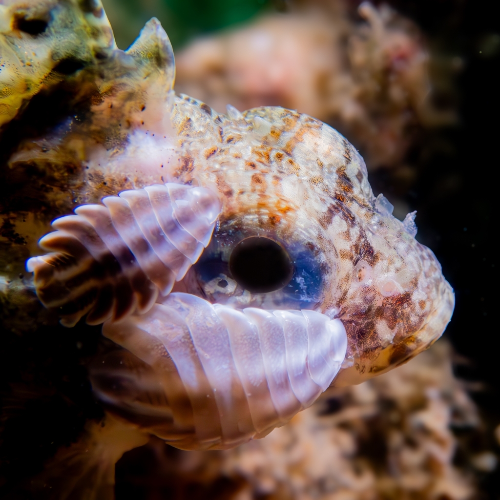 Creniola laticauda from Shoalhaven, NSW, Australia on May 26, 2024 at ...