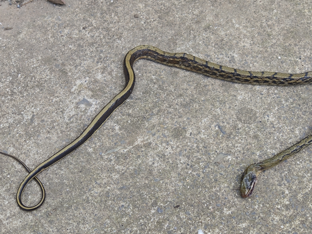 Chinese Beauty Snake from 重庆市巫山县蓝莓皇后 on June 10, 2024 at 01:45 PM by ...