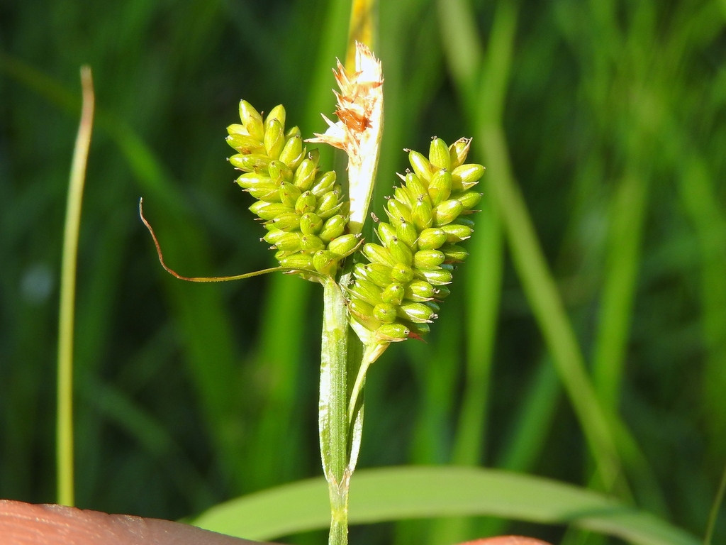 pale sedge from UBC, University Endowment Lands, BC, Canada on June 6 ...