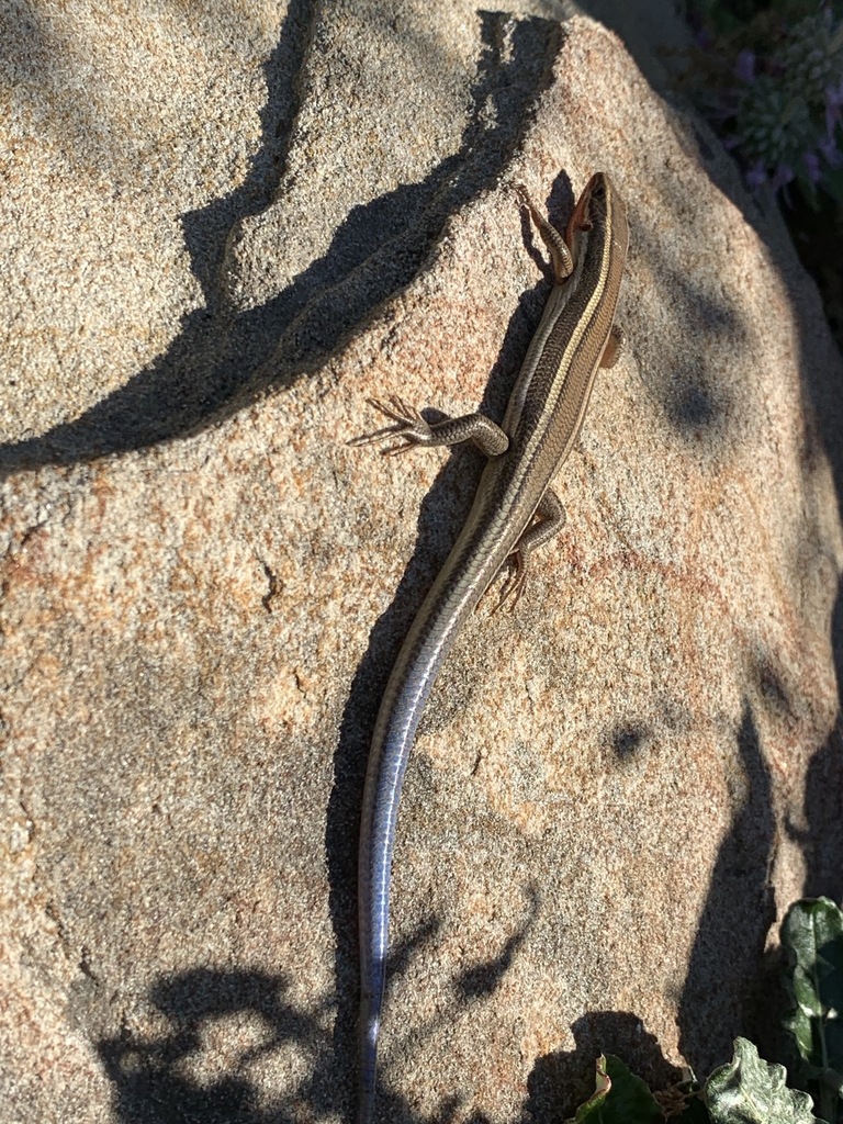 Western Skink from Mission Canyon, CA 93105, USA on April 12, 2019 at ...