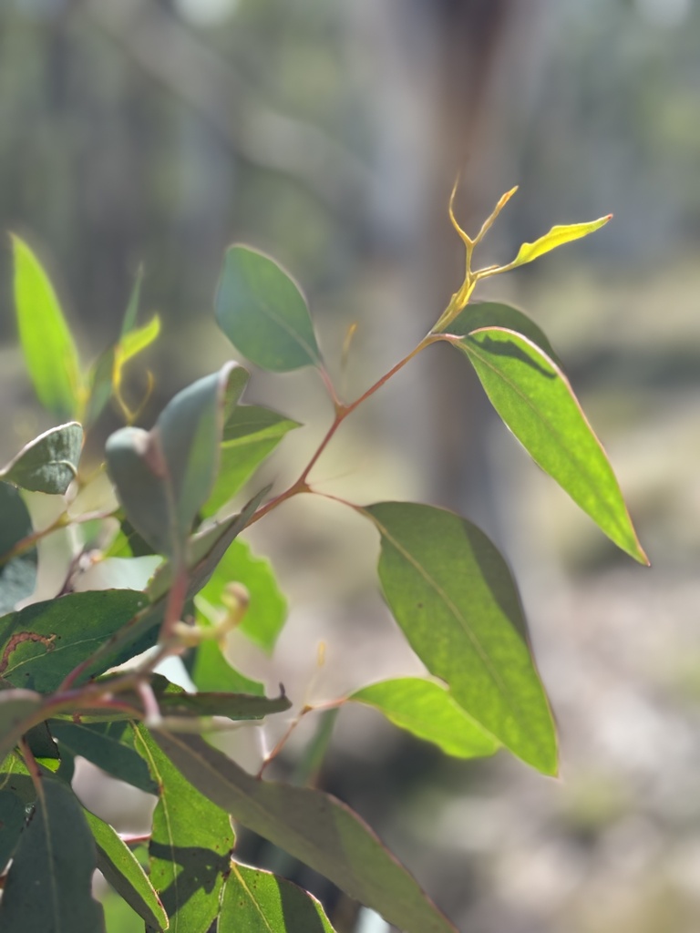 Red Stringybark from Capertee, NSW, AU on June 10, 2024 at 12:28 PM by ...