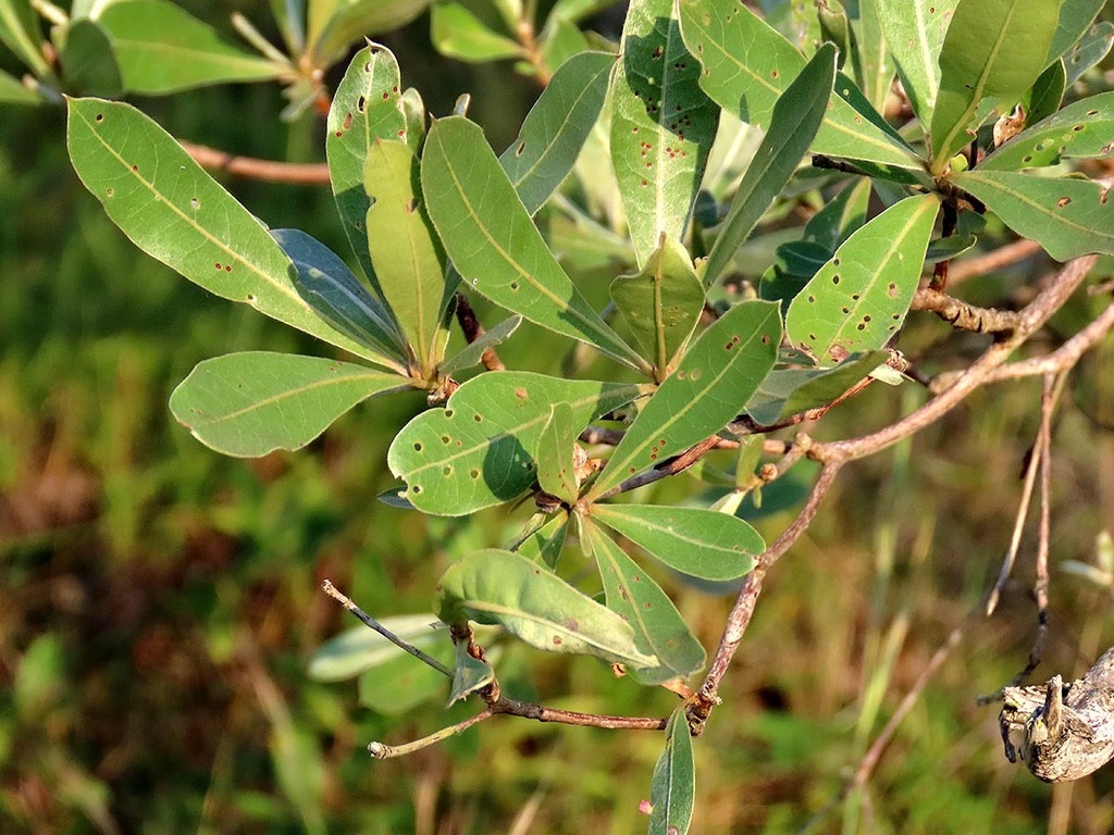 silver terminalia from Chizavane on June 3, 2024 at 07:54 AM by Kate ...