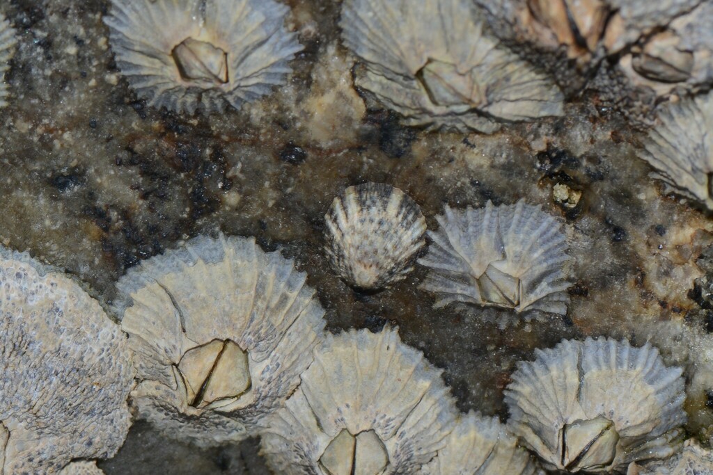 Patelloida nigrosulcata from Bremer Bay WA 6338, Australia on September ...