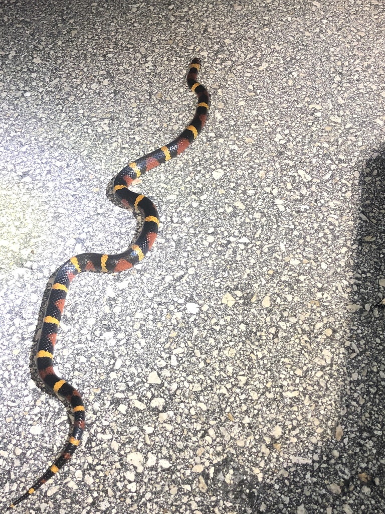 Scarlet Kingsnake from Everglades National Park, , FL, US on March 25 ...