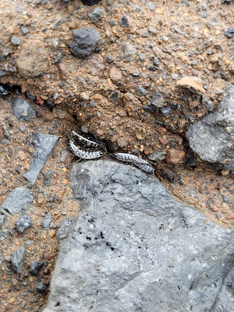 Sea Slaters from Oyama, Miyake, Tokyo 100-1213, Japan on June 10, 2024 ...