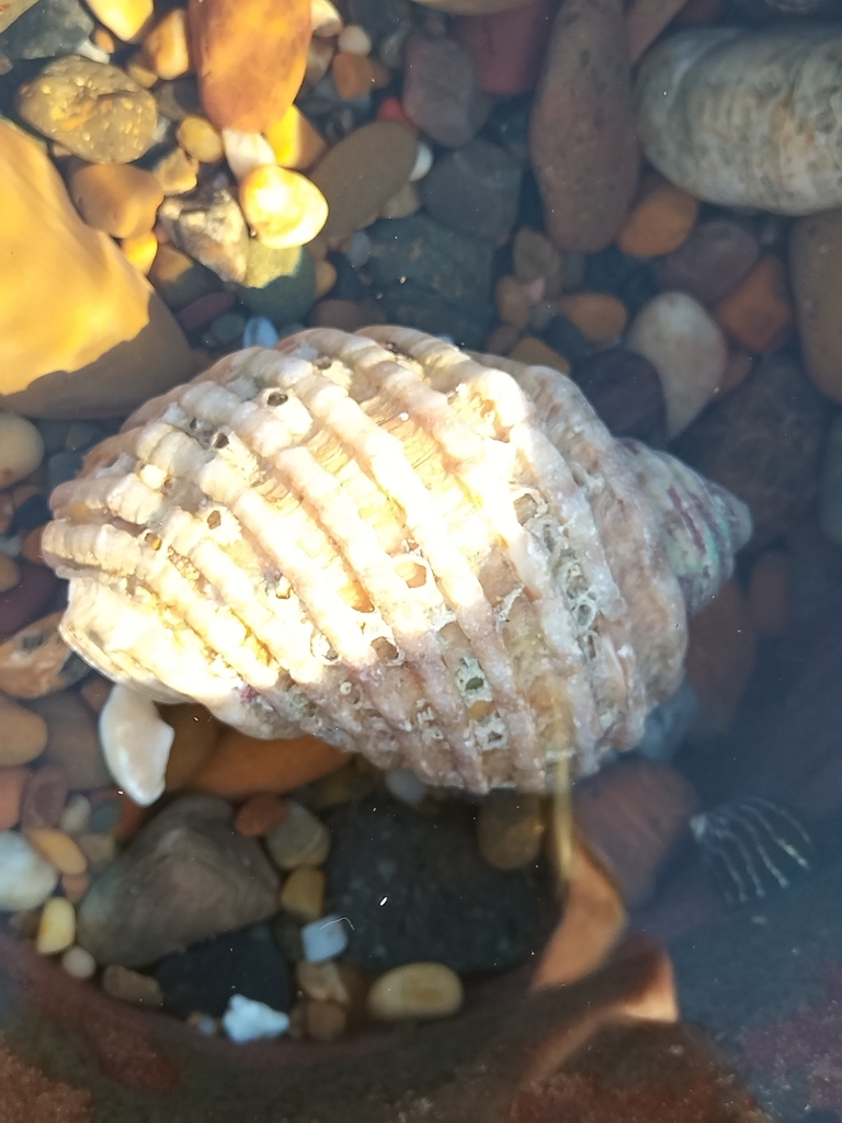 Cart-Rut Shell from Whitebridge NSW 2290, Australia on June 10, 2024 at ...