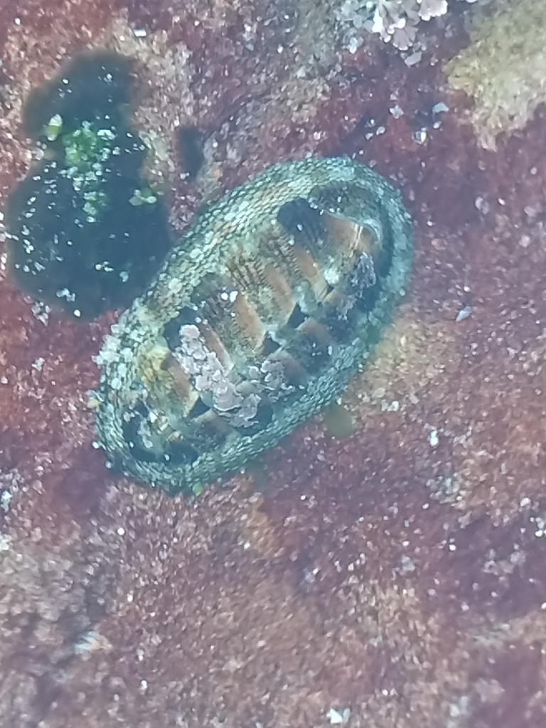 Snakeskin Chiton from Merewether NSW 2291, Australia on June 10, 2024 ...