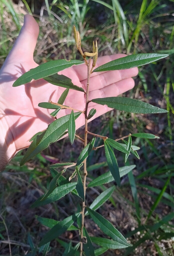 Purple Bush Pea in June 2024 by R. Common shrub. · iNaturalist