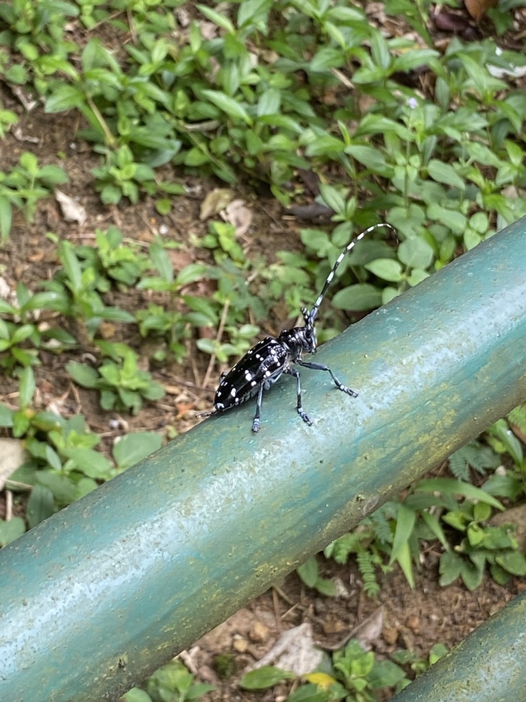 Citrus Longhorn Beetle from Choi Sai Woo Park, North Point, Hong Kong ...