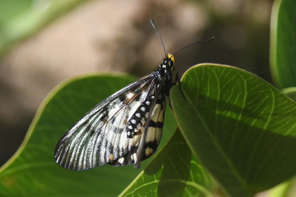 Glasswing from Agnes Water QLD 4677, Australia on June 10, 2024 at 10: ...