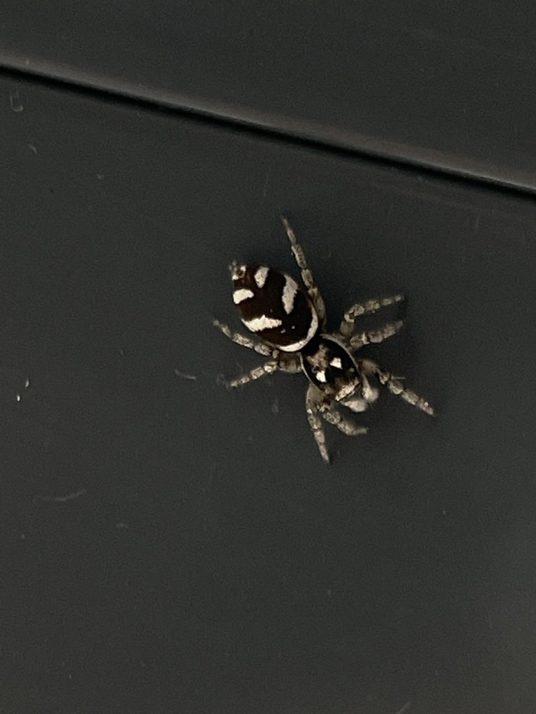Zebra Jumping Spider from Rue Pierre Biddaer, Anderlecht, Bruxelles, BE ...