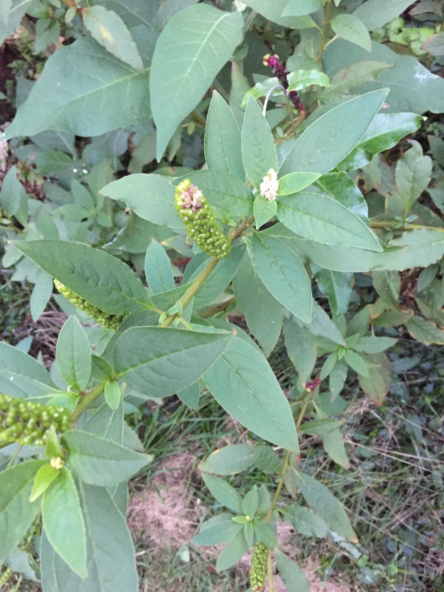 Phytolacca Octandra