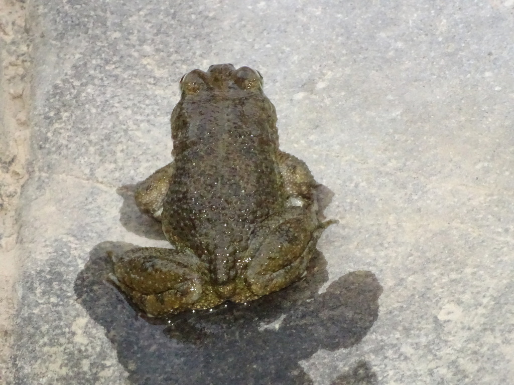 Arabian Toad from Nakhl, Oman on March 8, 2022 at 03:06 AM by guykirwan ...