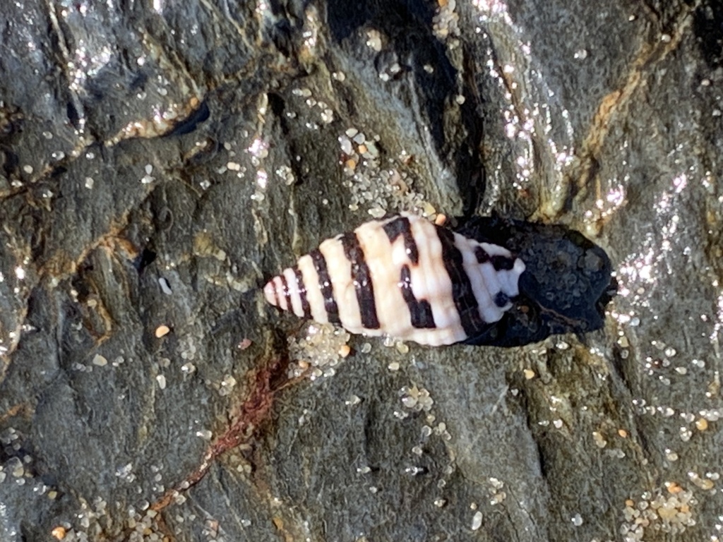 Engina zonalis from Minnie Water, NSW, AU on June 10, 2024 at 12:46 PM ...