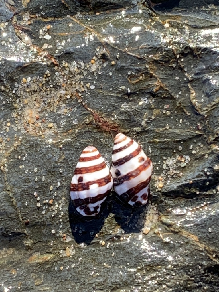 Engina zonalis from Minnie Water, NSW, AU on June 10, 2024 at 12:47 PM ...