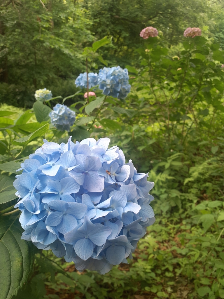 hydrangeas from Yokohama, JP-KN, JP on June 10, 2024 at 04:18 PM by jitensha2021 · iNaturalist