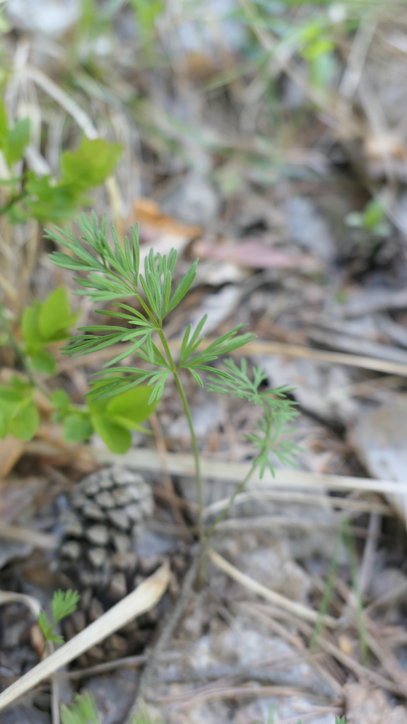 snow parsley from Нижнетавдинский р-н, Тюменская обл., Россия on May 29 ...