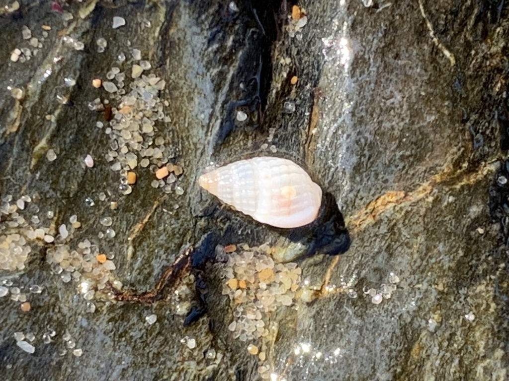 Nassarius nigellus from Minnie Water, NSW, AU on June 10, 2024 at 12:50 ...