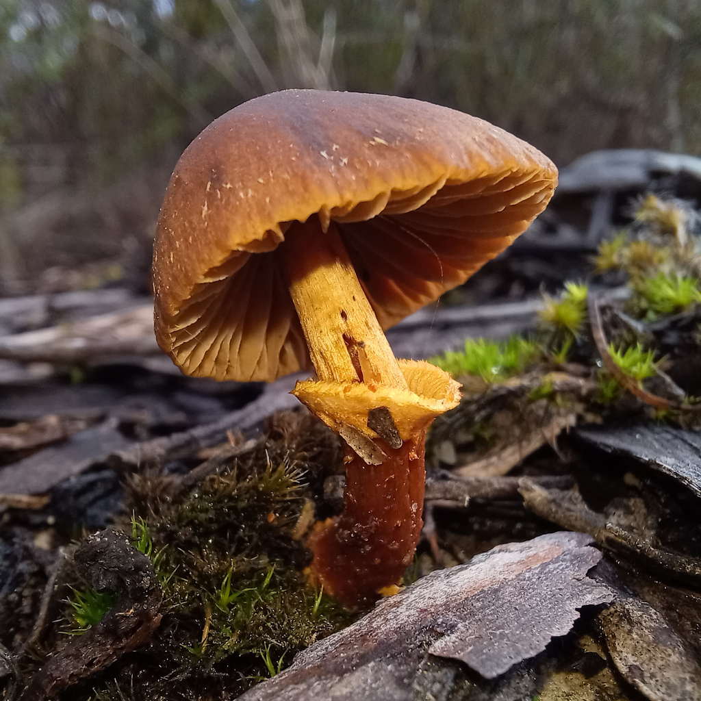 Descolea recedens from Blue Mountains, NSW, Australia on June 10, 2024 ...