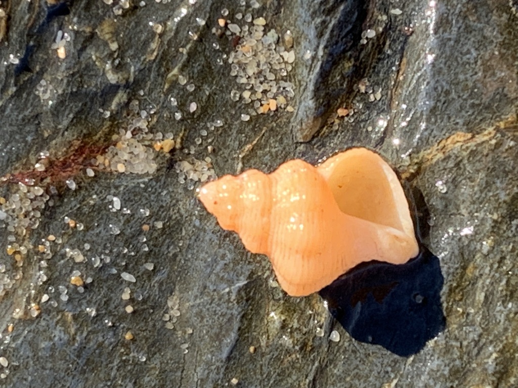 Mipus arbutum from Minnie Water, NSW, AU on June 10, 2024 at 12:51 PM ...