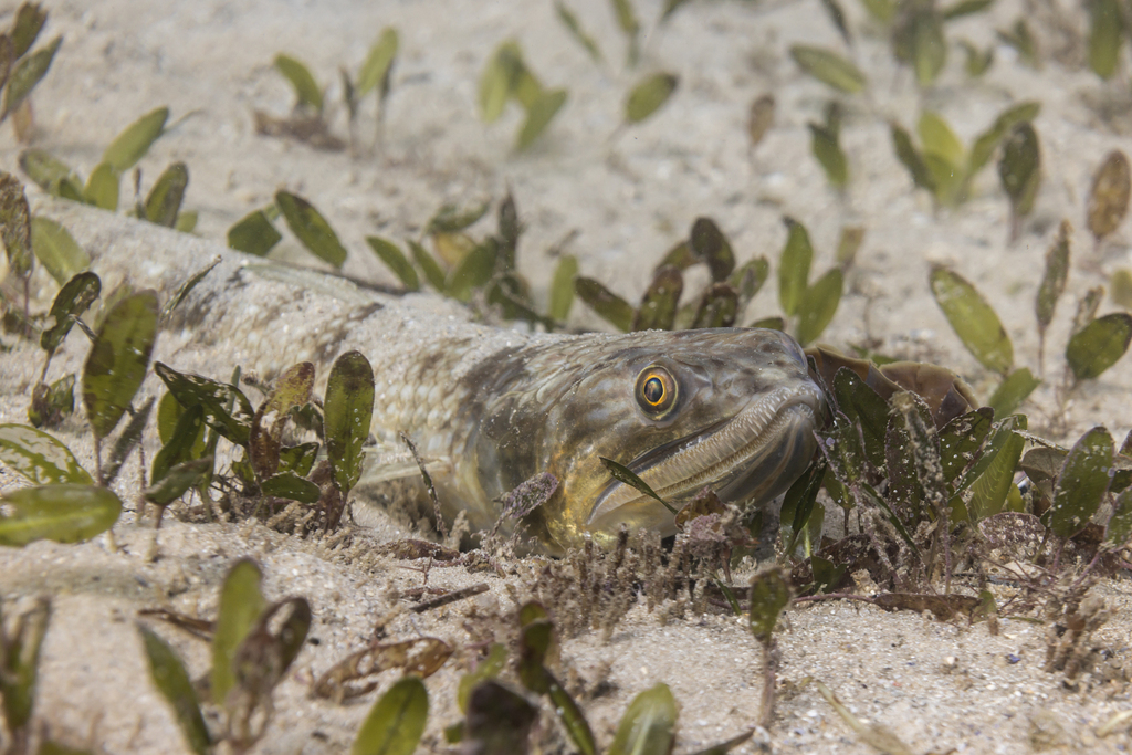 Large-scaled Grinner (Saurida undosquamis) - Marine Life Identification