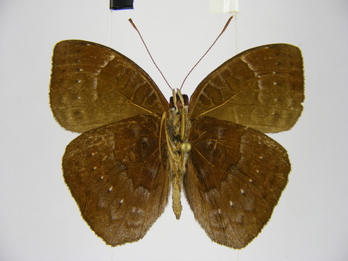 Euriphene saphirina · iNaturalist