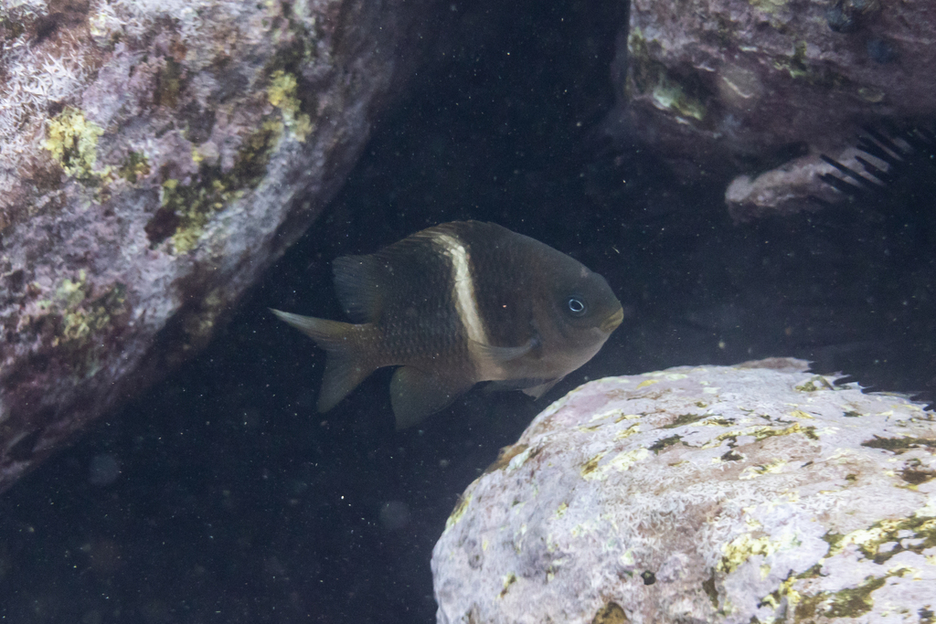 Whiteband Damsel from Manly NSW 2095, Australia on June 10, 2024 at 12: ...