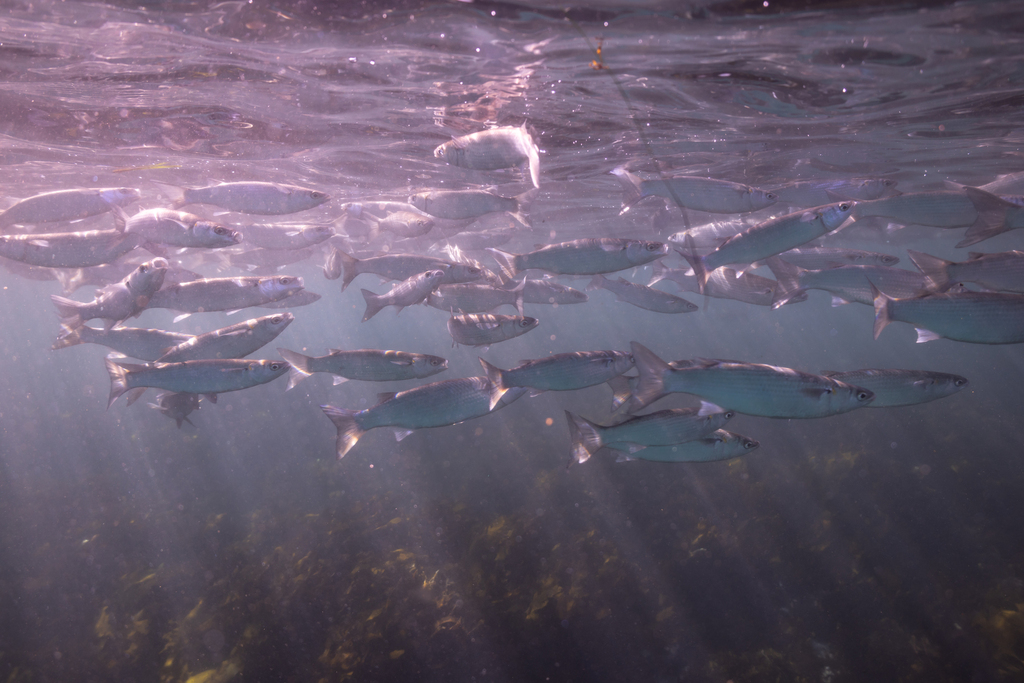 Sand Mullet from Manly NSW 2095, Australia on June 10, 2024 at 12:48 PM ...