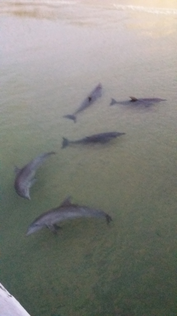 Indo-Pacific Bottlenose Dolphin from Tangalooma Wild Dolphin Feeding ...